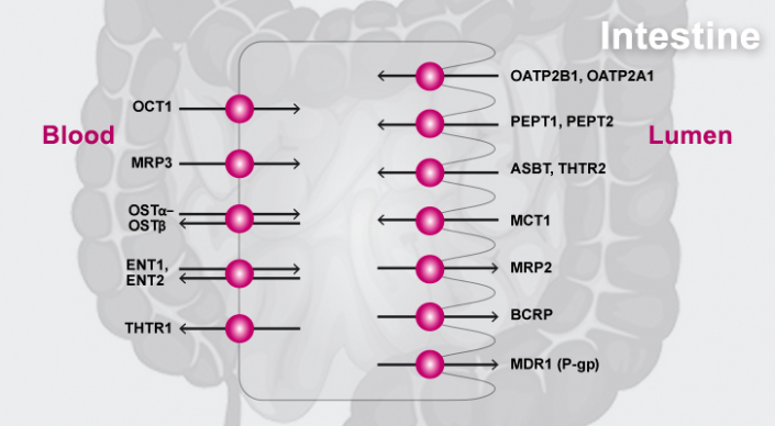 Intestine - PortaCellTec Biosciences GmbH