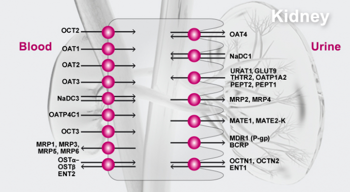 Kidney - PortaCellTec Biosciences GmbH Göttingen Germany