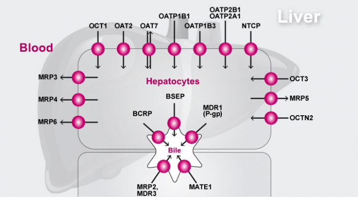 Liver - PortaCellTec Biosciences GmbH Göttingen Germany